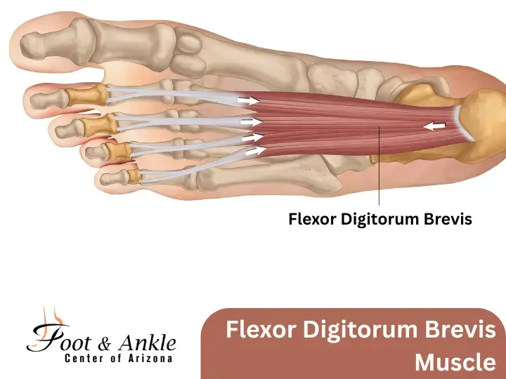 Flexor Digitorum Brevis Muscle – Anatomy, Injuries & Recovery